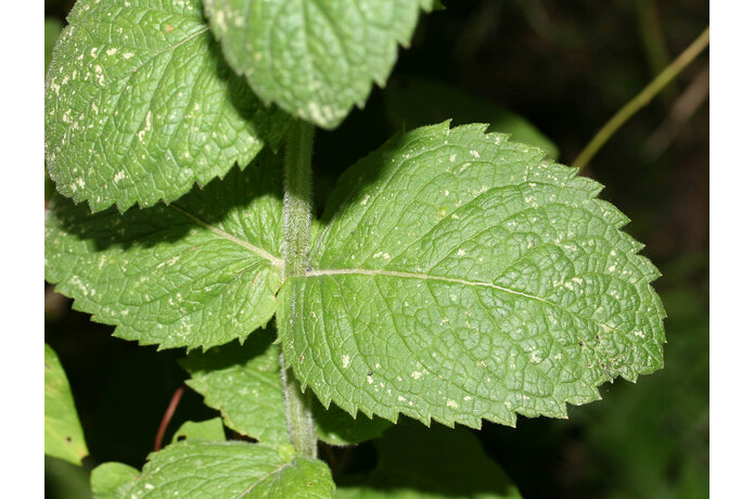 Witte munt | Ecopedia